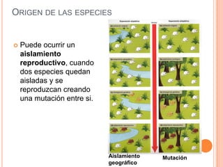 Como se originan las especies | PPTX