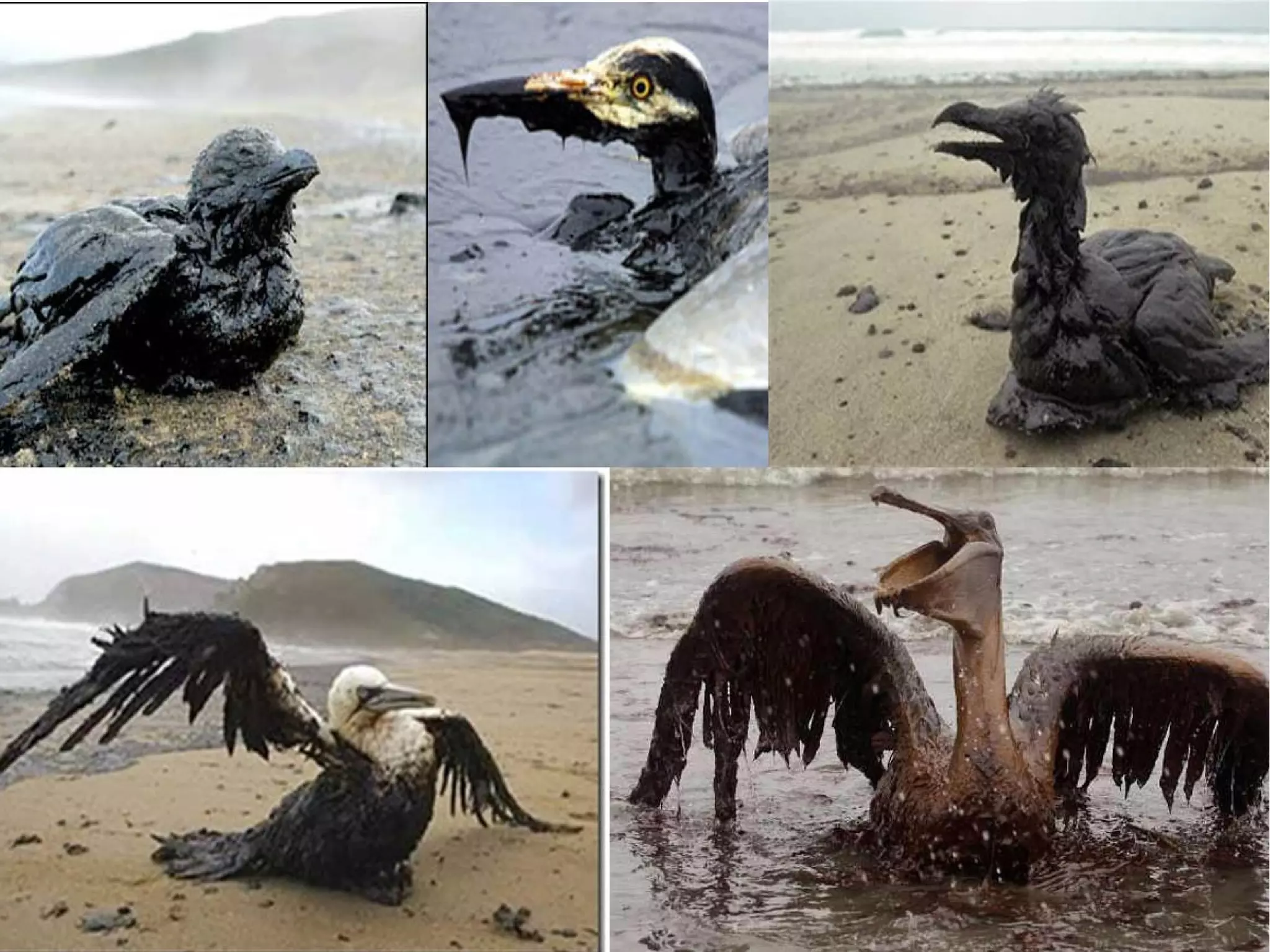 Oil pollution | PPT