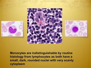 An approach to microscopic interpretation | PPT