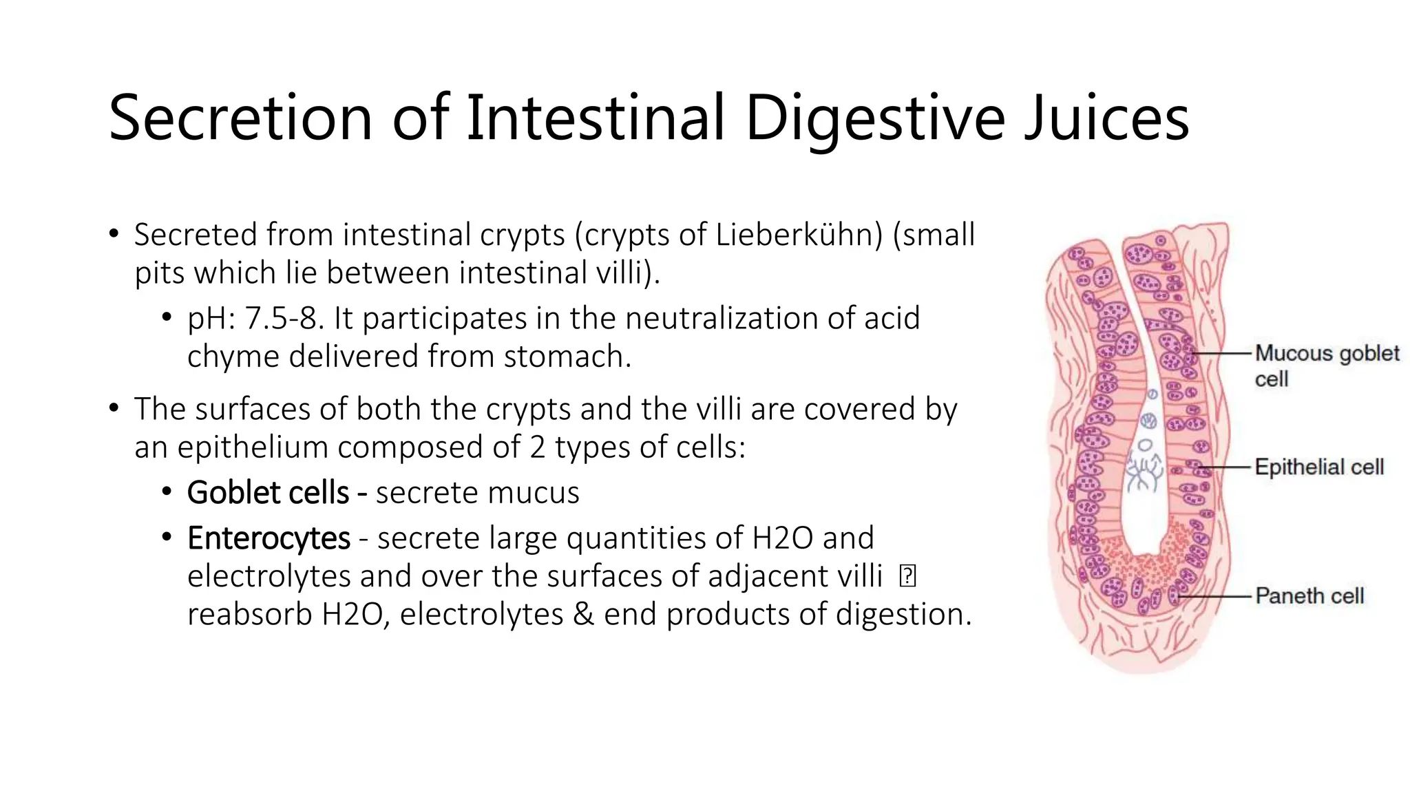 Secretion and absorption of small intestine.pptx