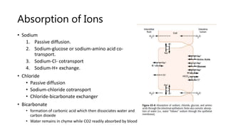 Secretion and absorption of small intestine.pptx