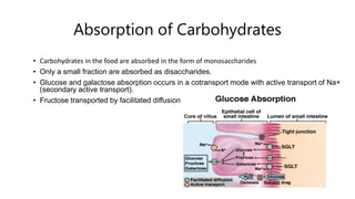 Secretion and absorption of small intestine.pptx