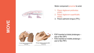 Peripheral nerve examination of upper limb.pptx