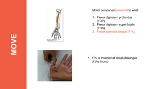 Peripheral nerve examination of upper limb.pptx