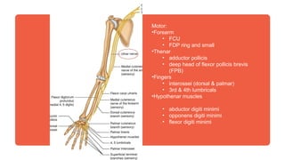 Peripheral nerve examination of upper limb.pptx