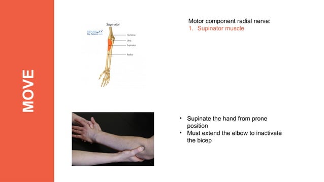 Peripheral nerve examination of upper limb.pptx
