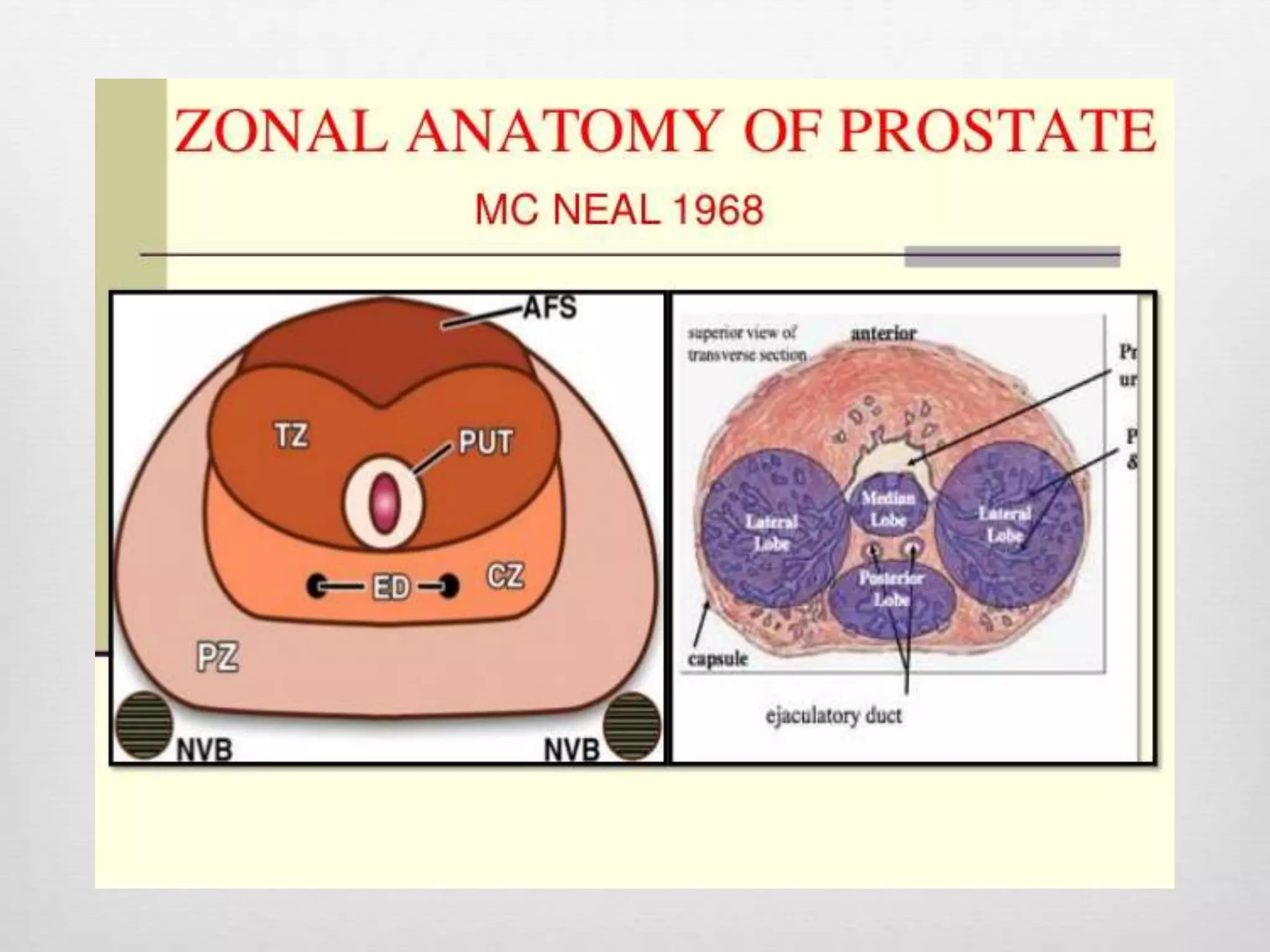 Prostate - Clinical Anatomy as applied to Prostate Cancer | PPTX