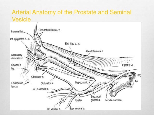 Prostate - Clinical Anatomy as applied to Prostate Cancer