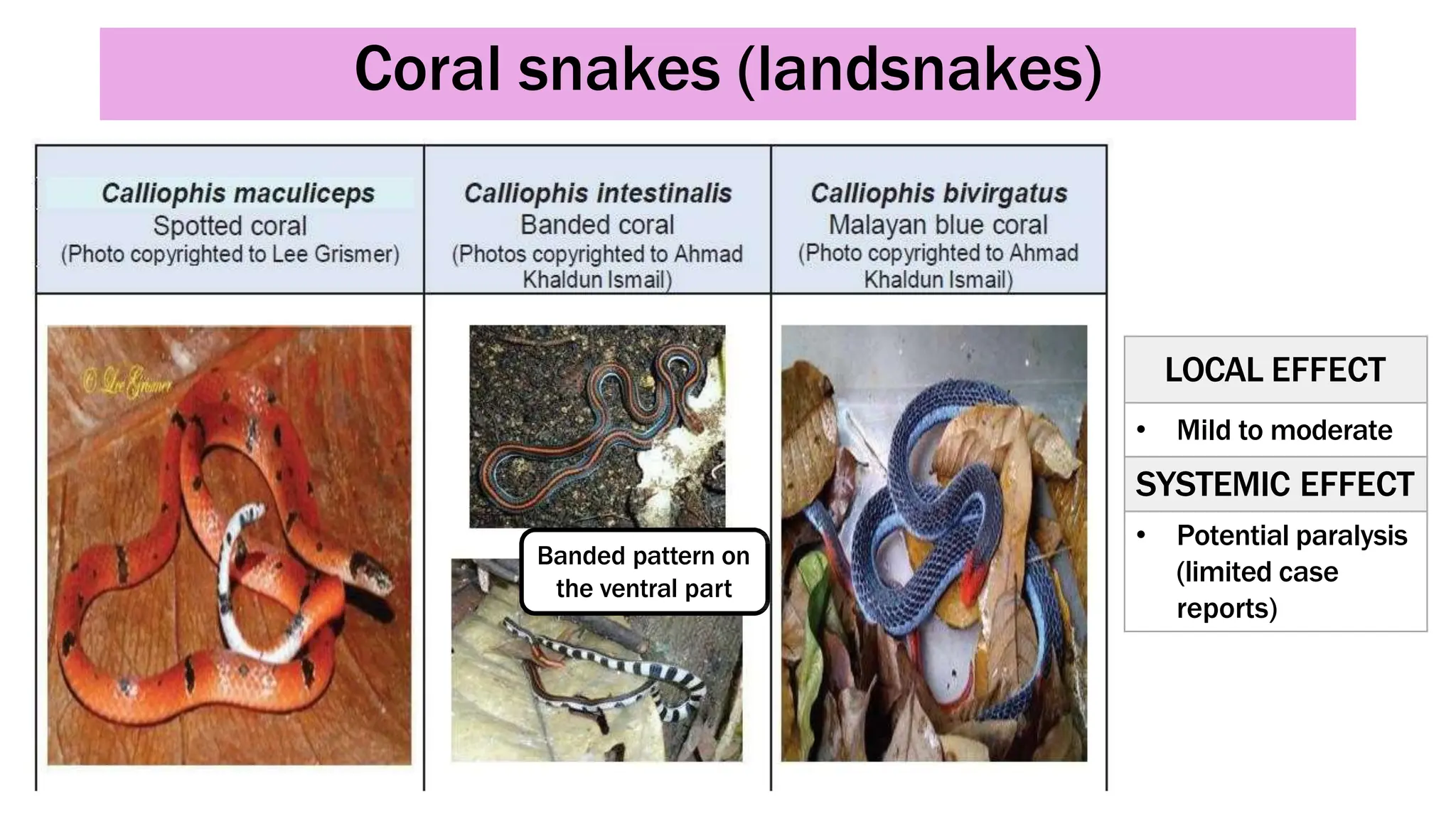CME Snake Bite.pptx snake bite snake bite | PPTX