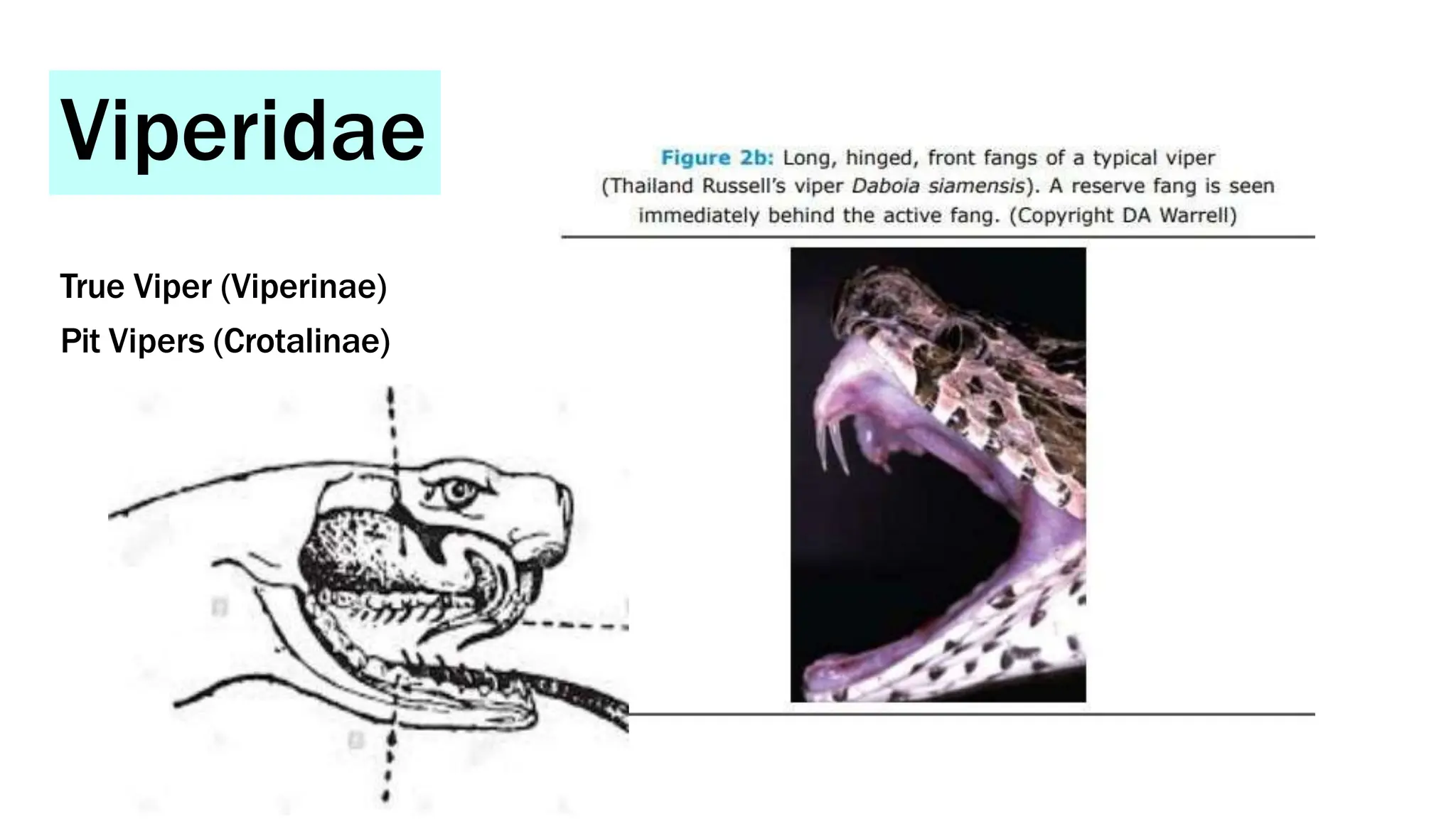 CME Snake Bite.pptx snake bite snake bite | PPTX