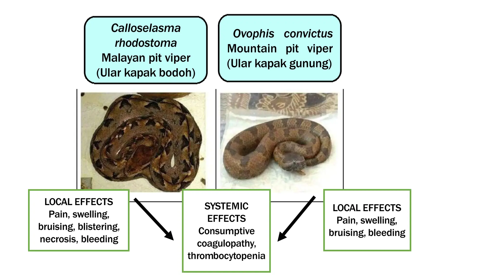 CME Snake Bite.pptx snake bite snake bite | PPTX