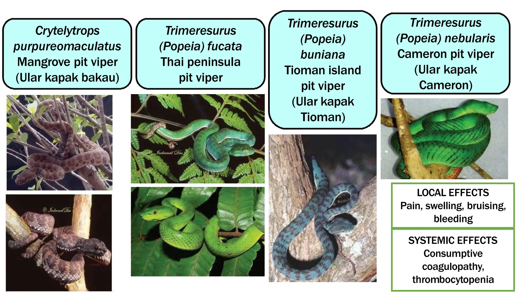 CME Snake Bite.pptx snake bite snake bite | PPTX