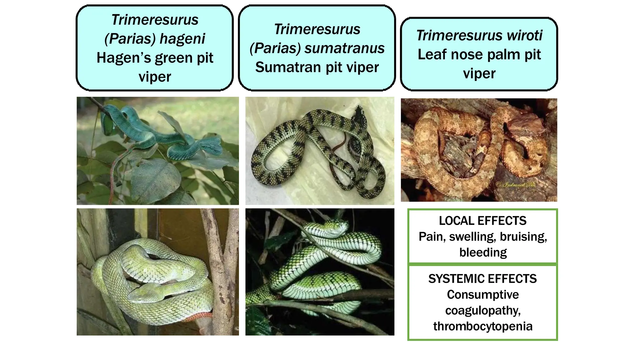 CME Snake Bite.pptx snake bite snake bite | PPTX