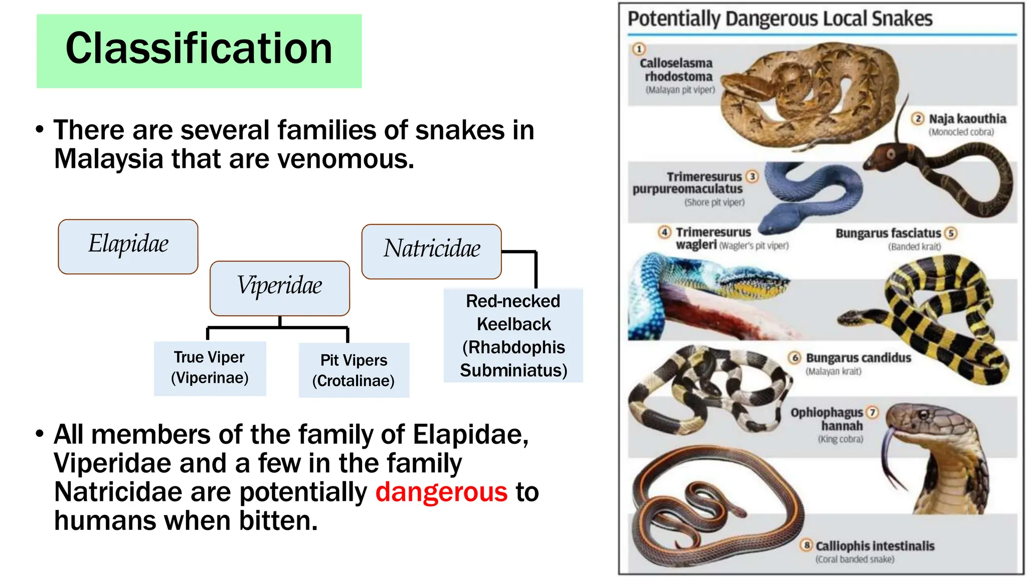 CME Snake Bite.pptx snake bite snake bite | PPTX