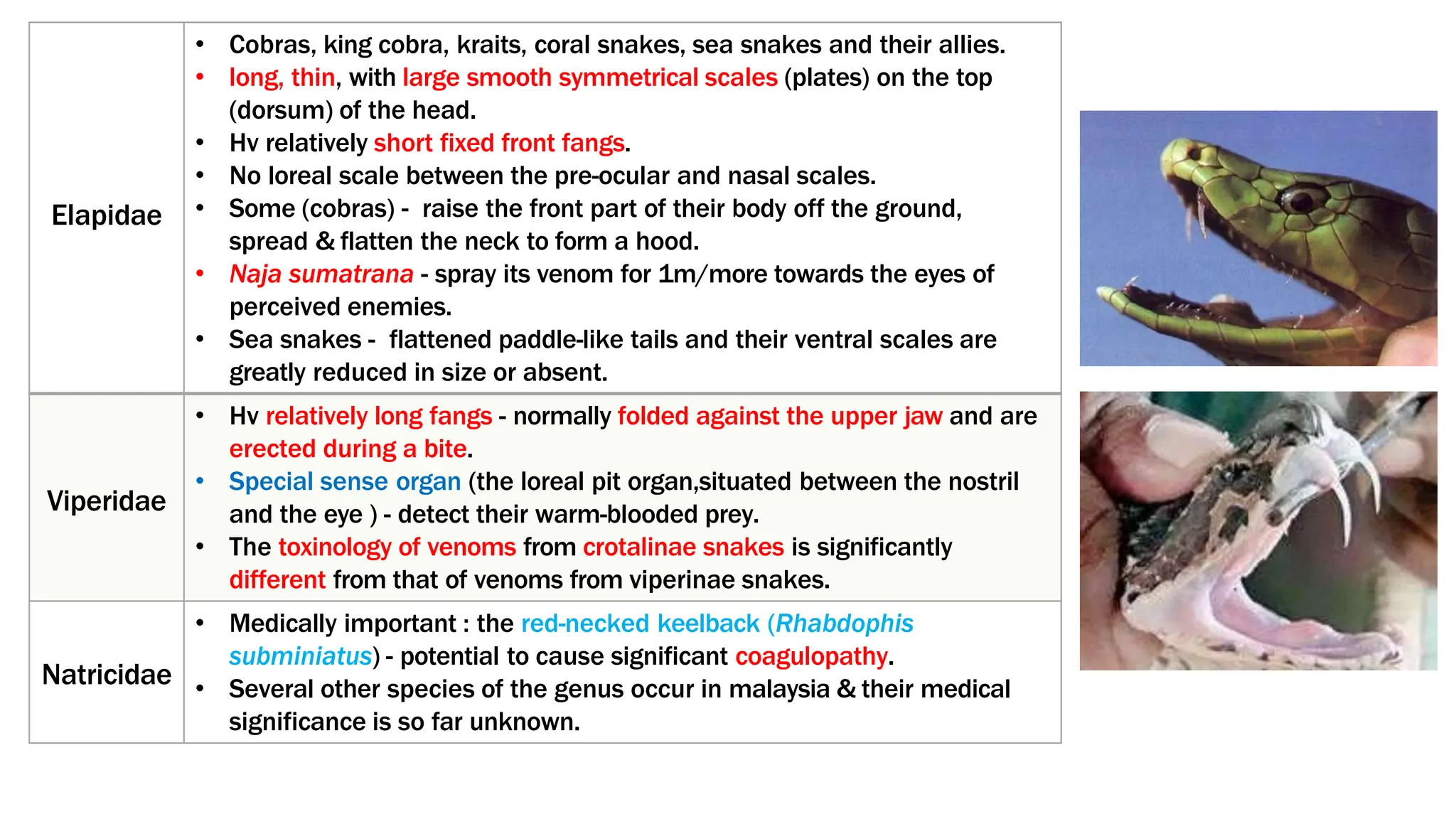 CME Snake Bite.pptx snake bite snake bite | PPTX