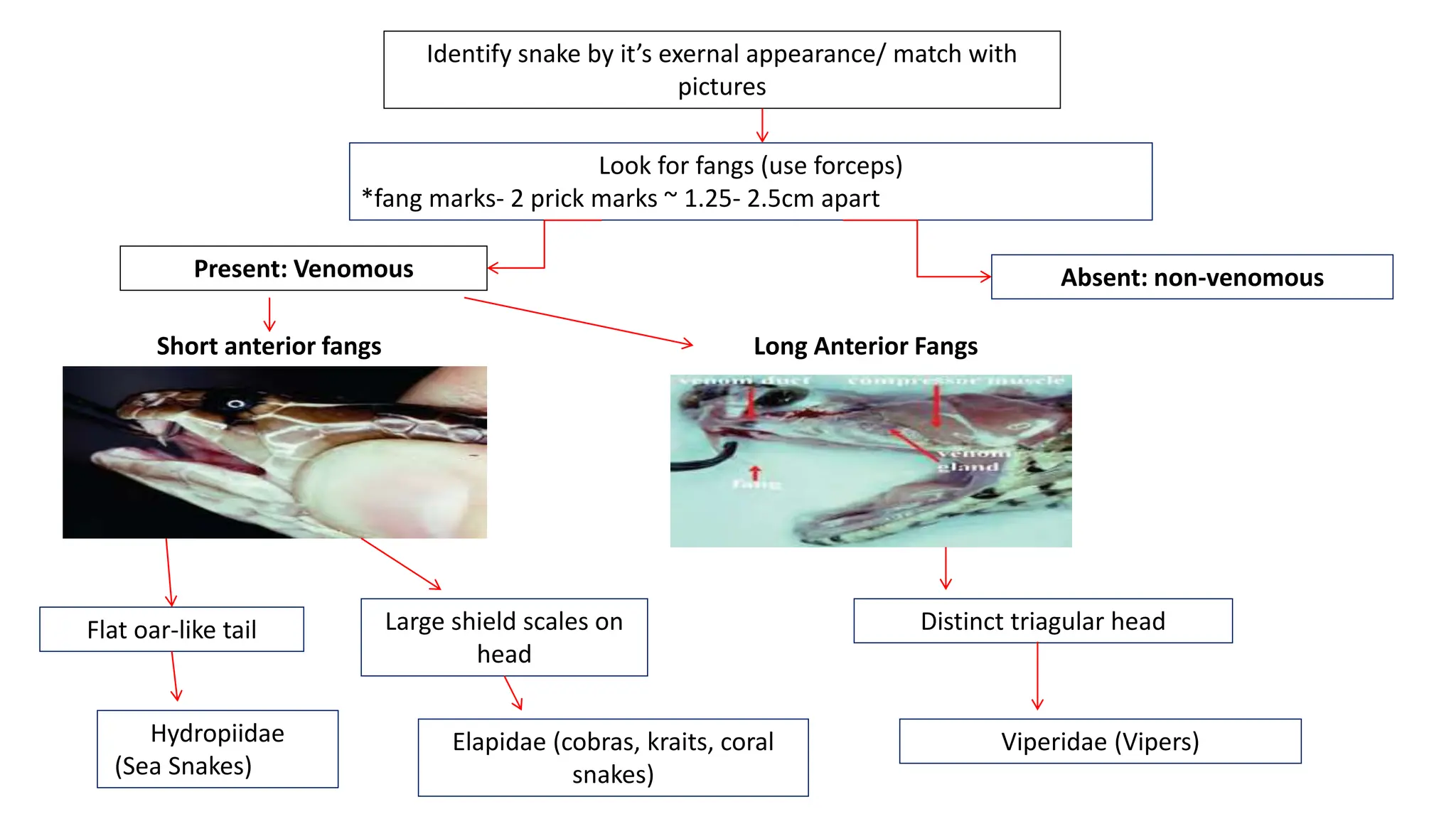 CME Snake Bite.pptx snake bite snake bite | PPTX