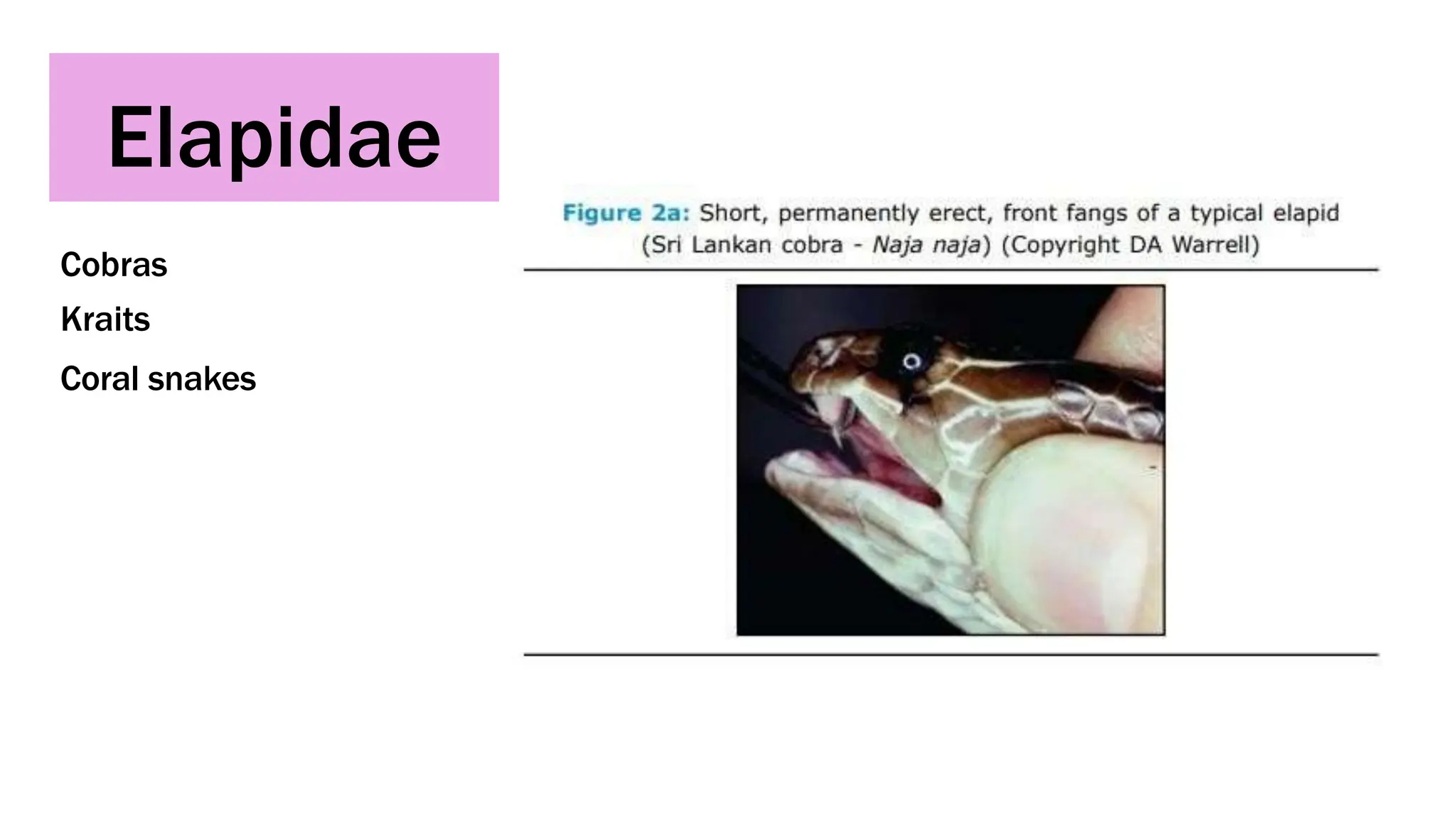 CME Snake Bite.pptx snake bite snake bite | PPTX
