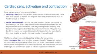 CM Function of the heart pp.pptxafsasdfddsf | PPTX