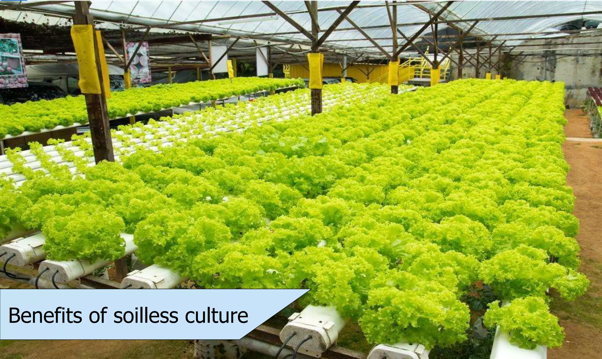 Soilless Culture | PPTX