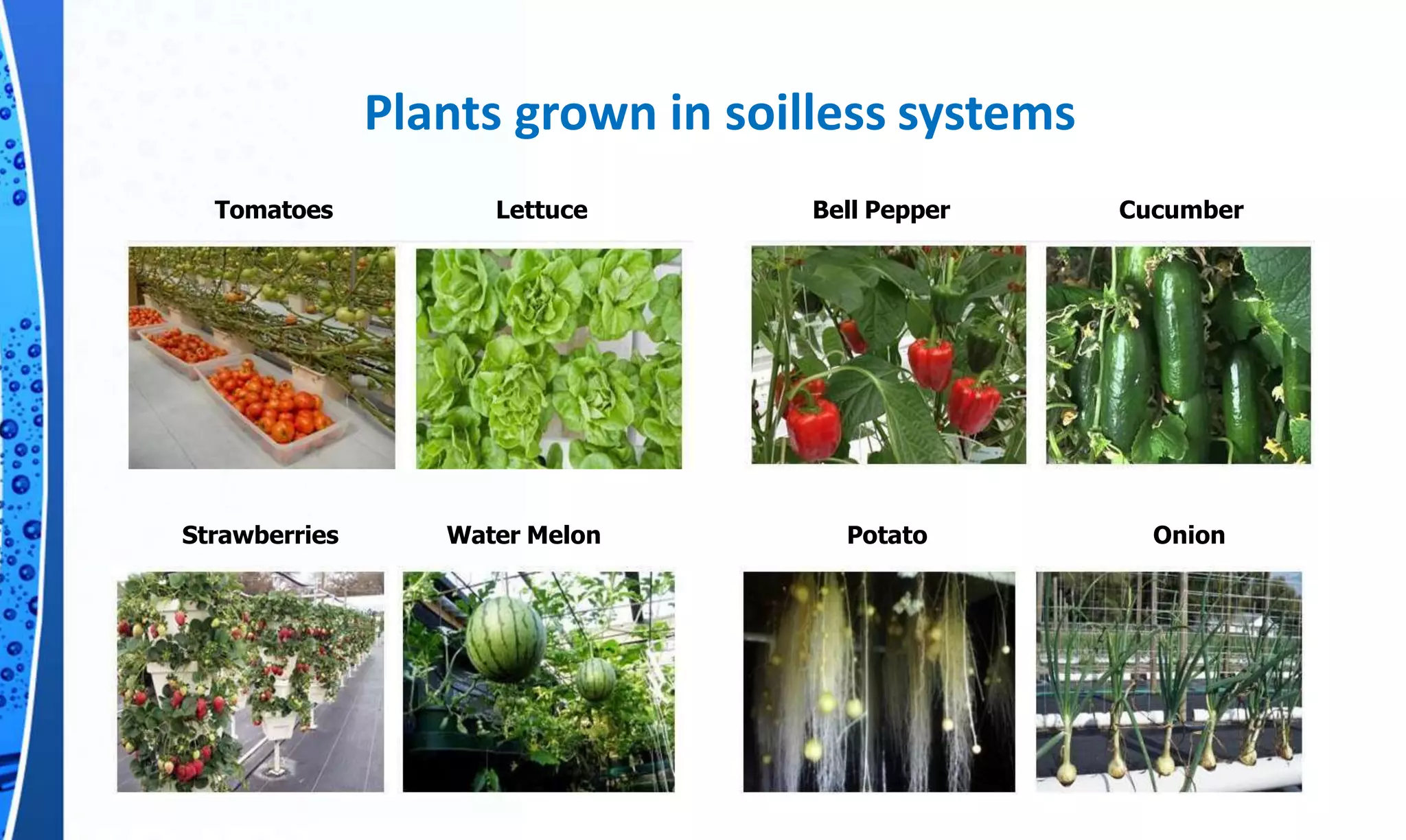 Soilless Culture | PPTX