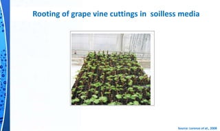 Soilless Culture | PPTX