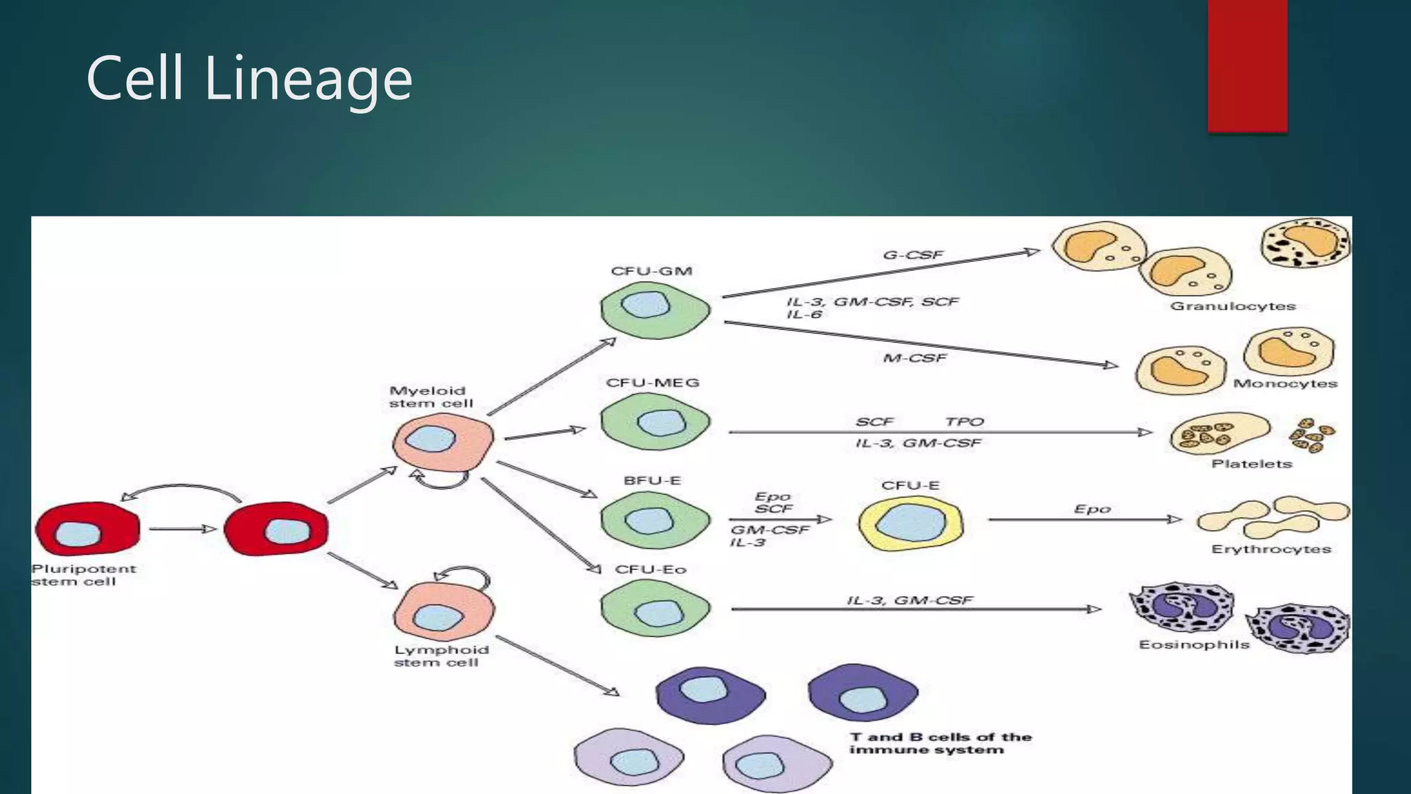 Myeloproliferative disease- CML | PPTX