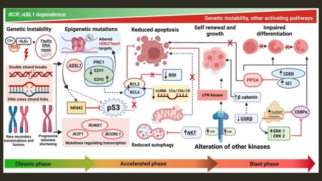Chronic Myelogenous Leukemia (CML) - Hematology | PPTX