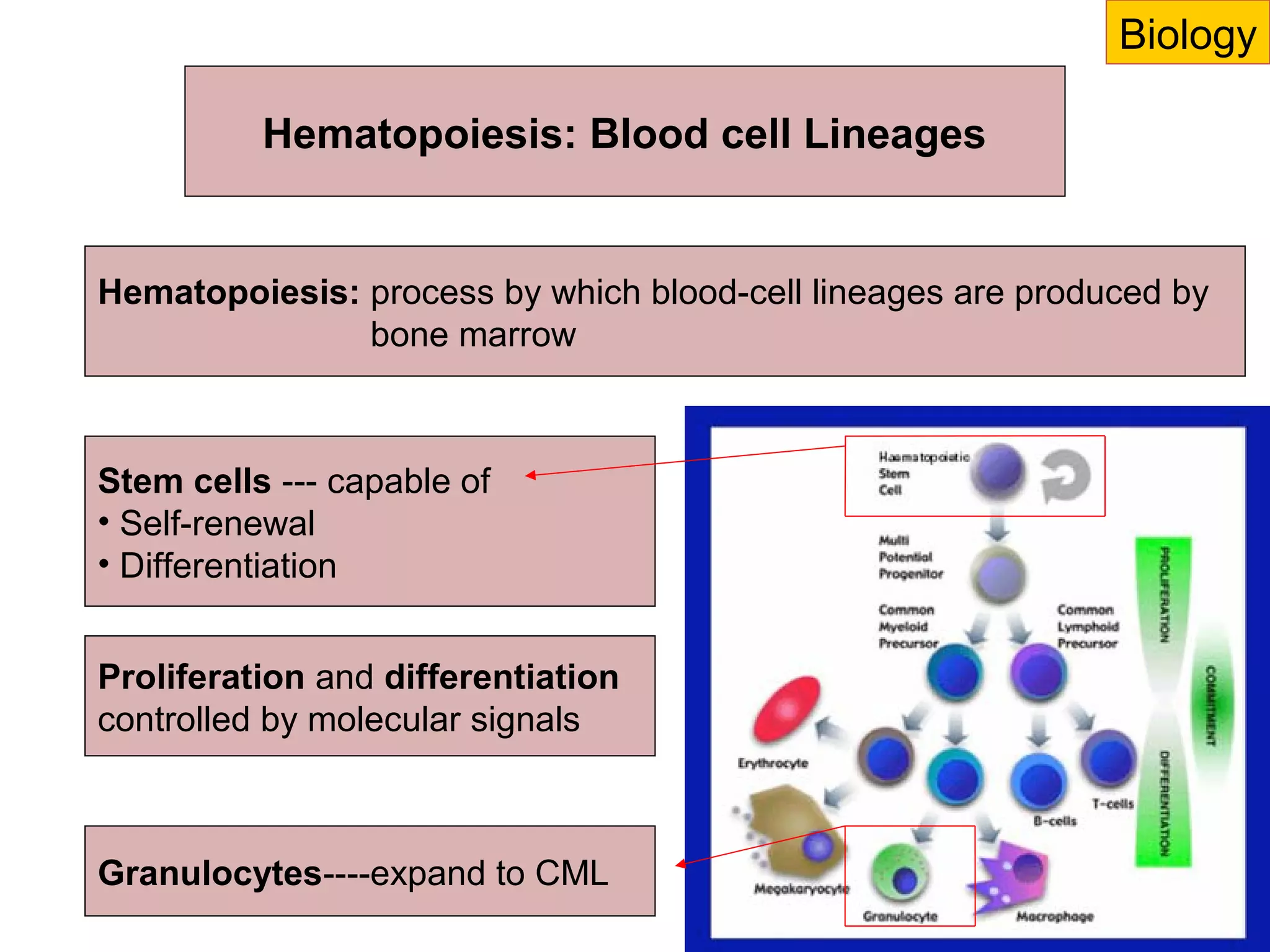 Chronic Myloid Leukemia overview (CML) | PPT