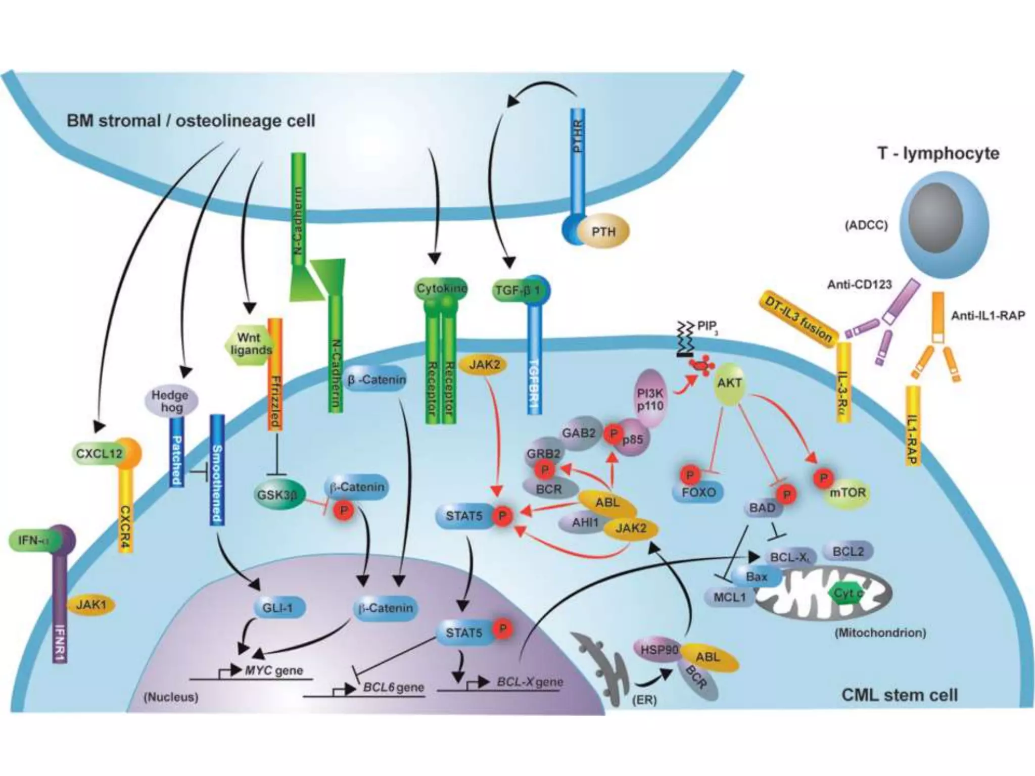 Pathogenesis and treatment of Chronic Myeloid Leukemia | PPTX