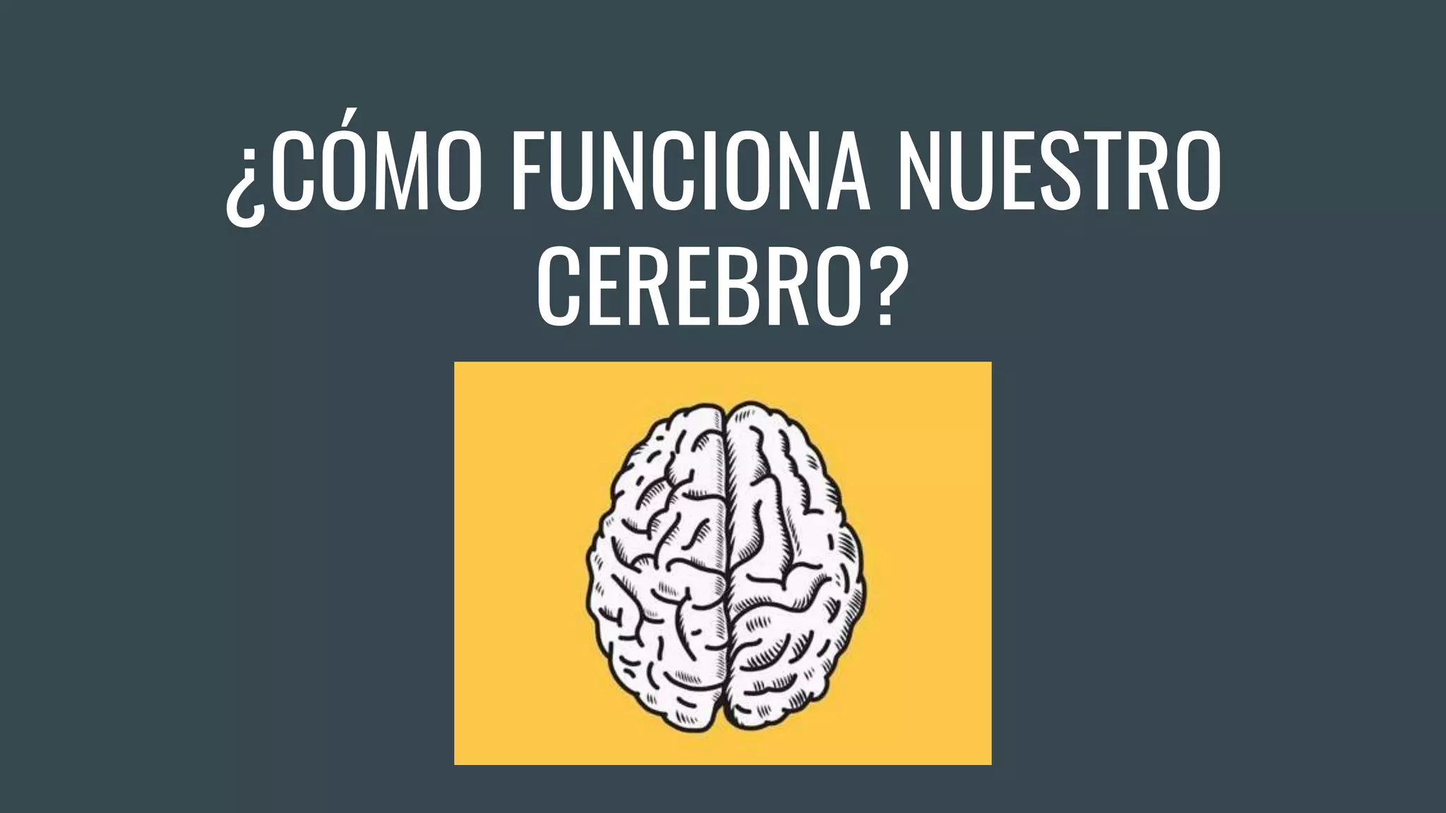 ¿Cómo funciona nuestro cerebro? | PPT