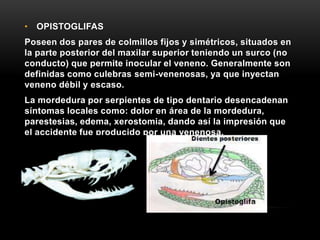 Cómo identificar a una serpiente venenosa de una no venenosa | PPTX