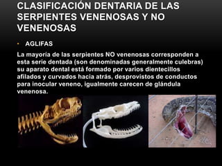 Como identificar a una serpiente venenosa de una no venenosa? | PPTX