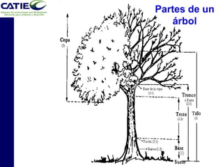 Cómo medir un arbol.pdf