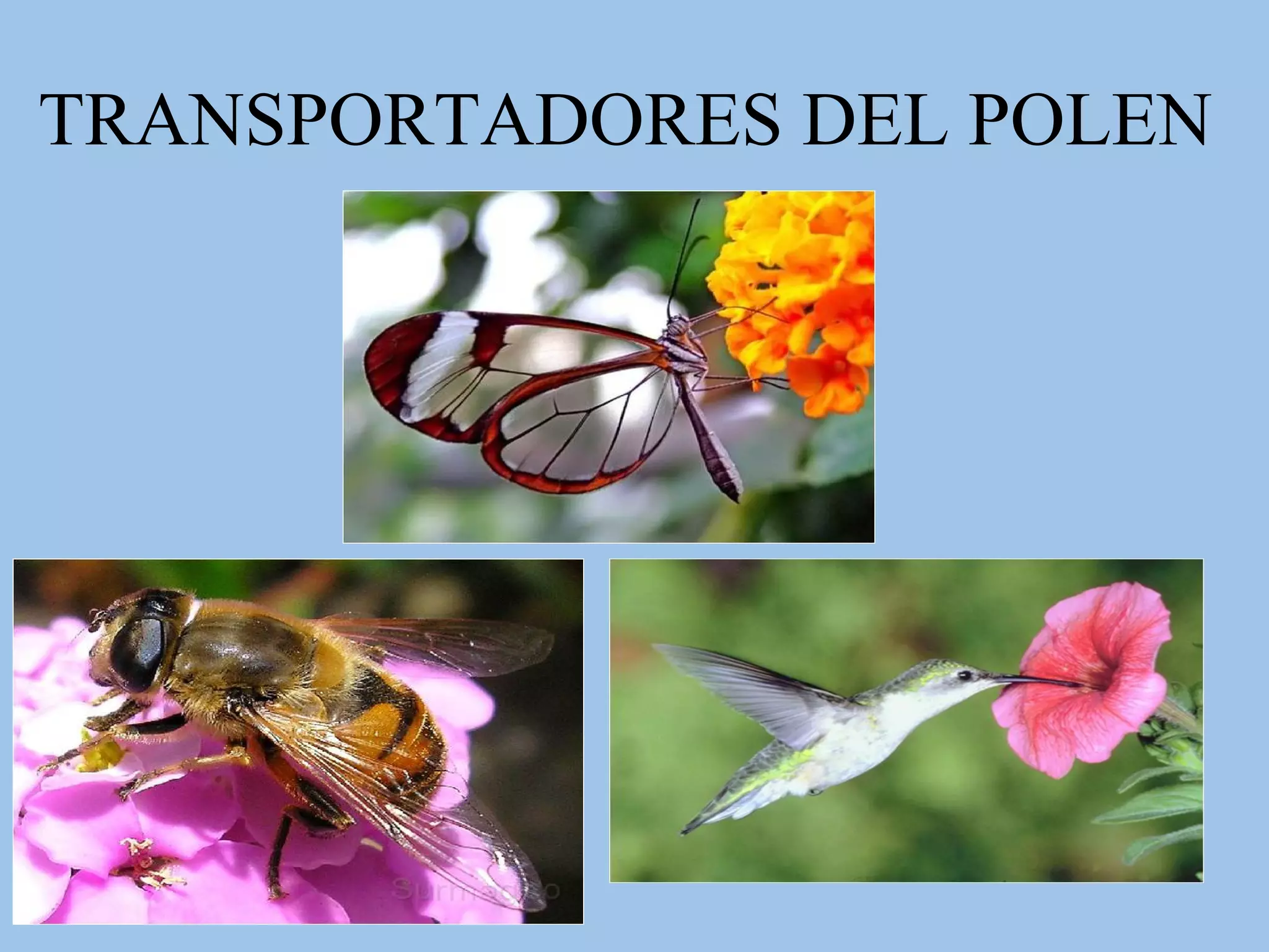 ¿Cómo se reproducen las plantas | PPT