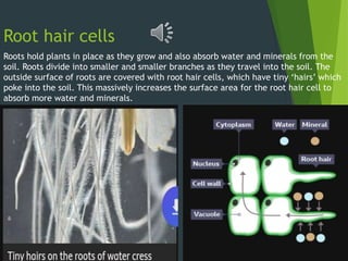 SPECIALIZED CELLS | PPTX