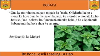 LIJO TSA MERAKA | PPTX