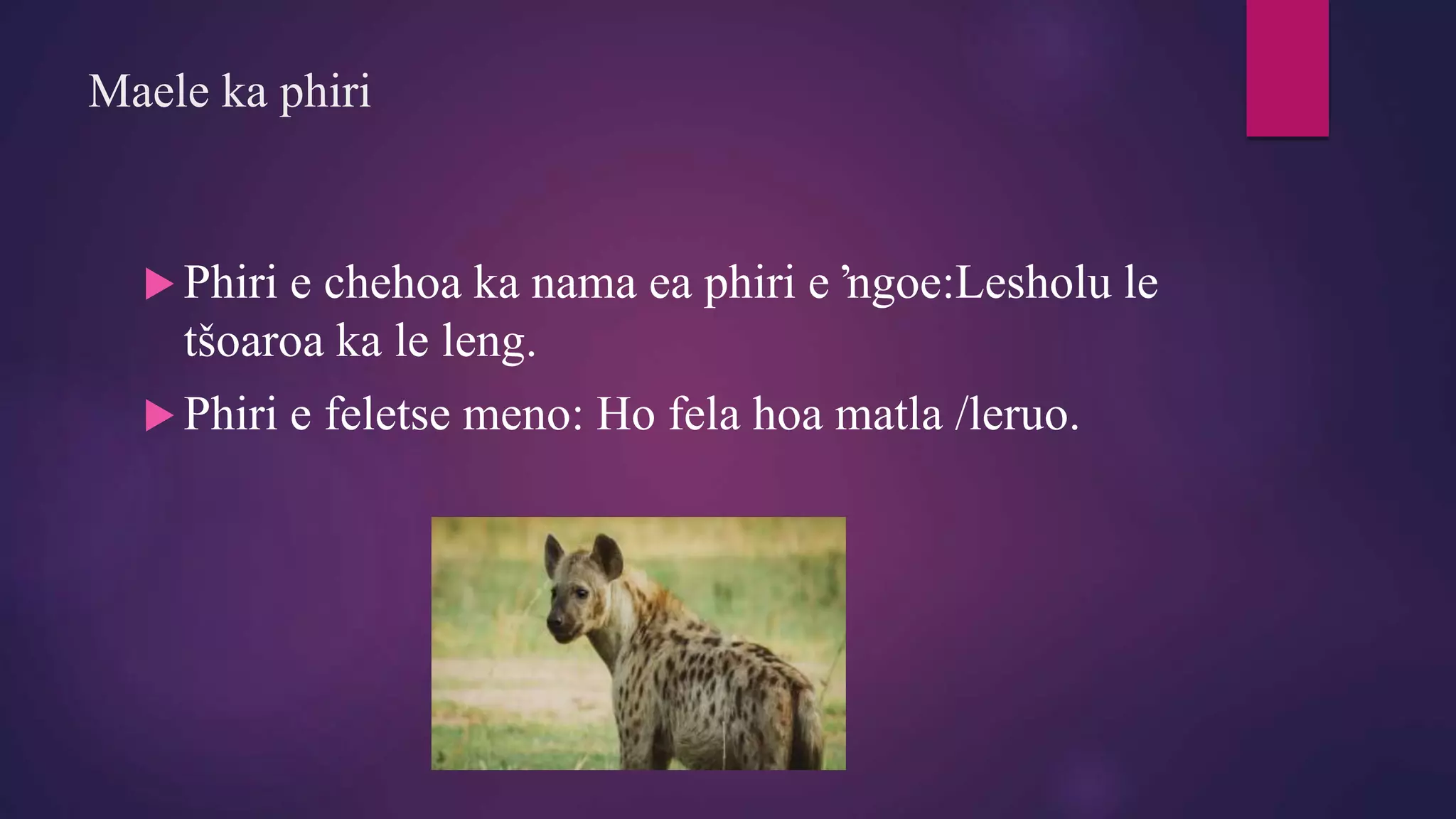 MAELE LE MAELANA | PPTX