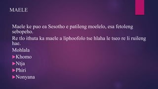 MAELE LE MAELANA | PPTX