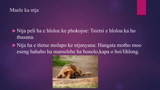 MAELE LE MAELANA | PPTX