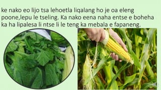 Likhoeli le linako tsa selemo | PPTX