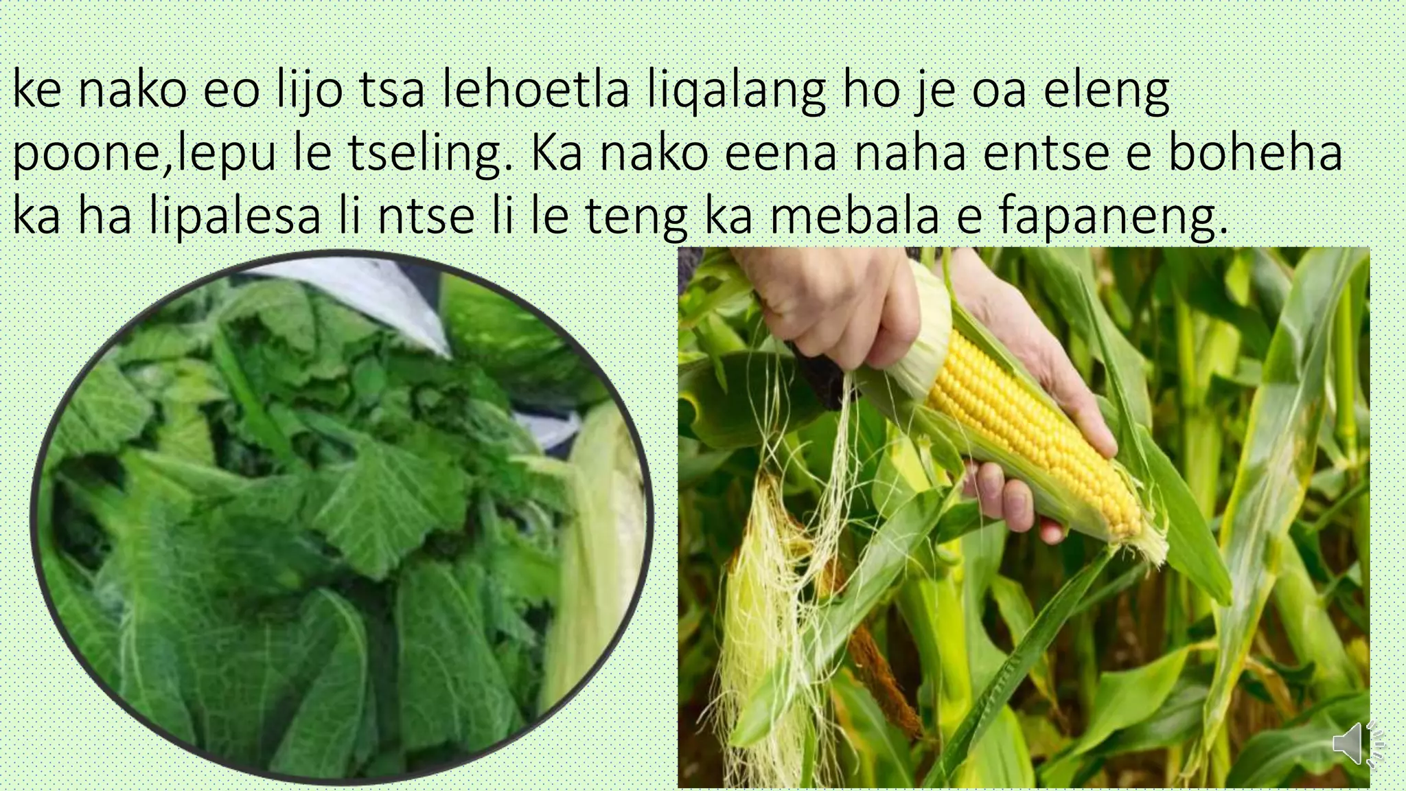 Likhoeli le linako tsa selemo | PPTX