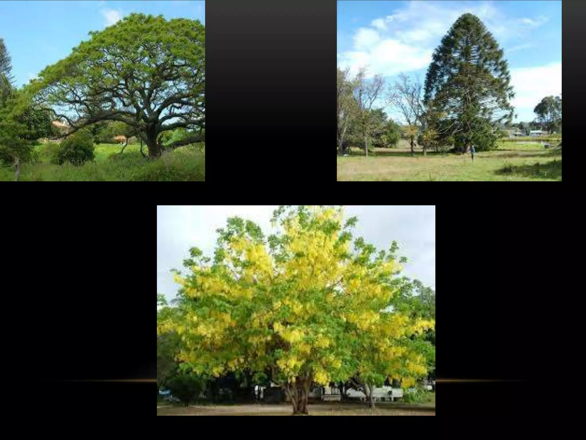 Components of garden | PPTX