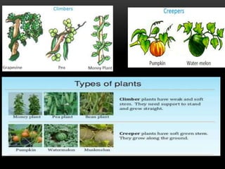 Components of garden | PPTX
