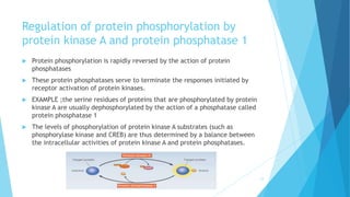 Cell Signalling and Secondary messengers | PPTX