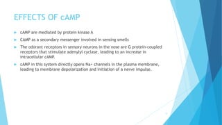 Cell Signalling and Secondary messengers | PPTX