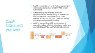 Cell Signalling and Secondary messengers | PPTX