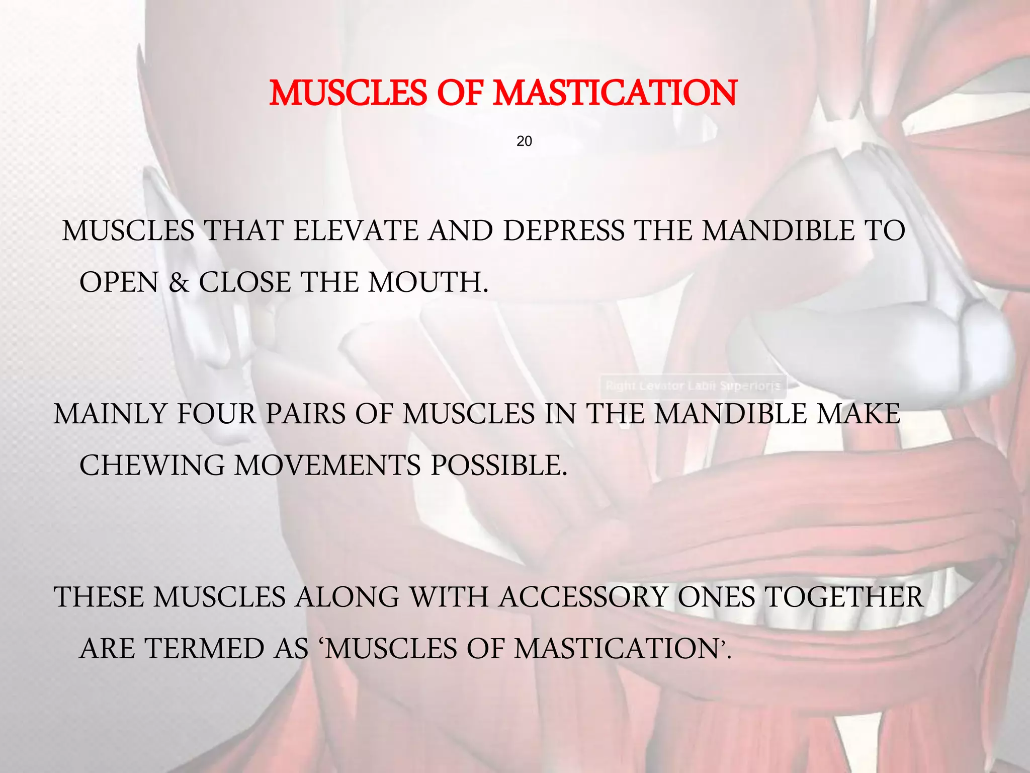 muscles of mastication | PPTX
