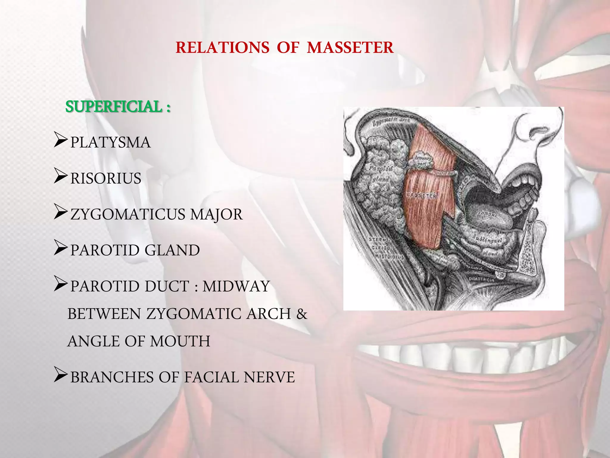 muscles of mastication | PPTX