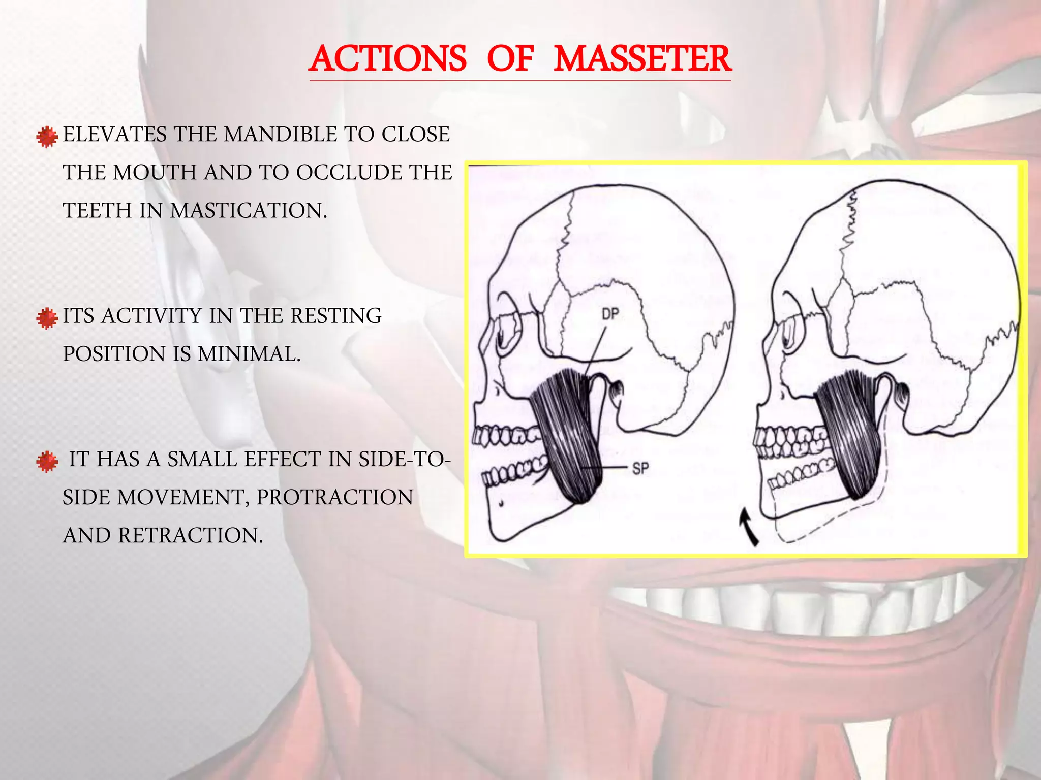 muscles of mastication | PPTX