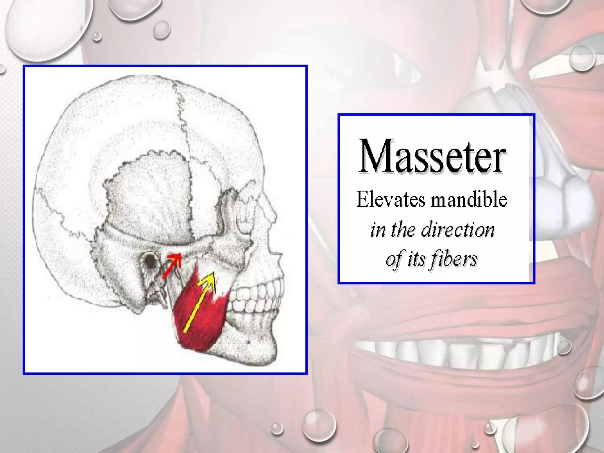 muscles of mastication | PPTX